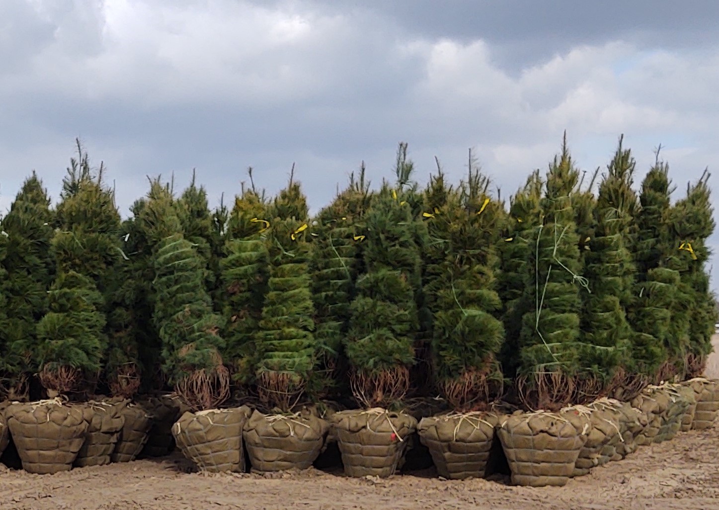 B&B Nursery Stock - Wahmhoff Farms Nursery