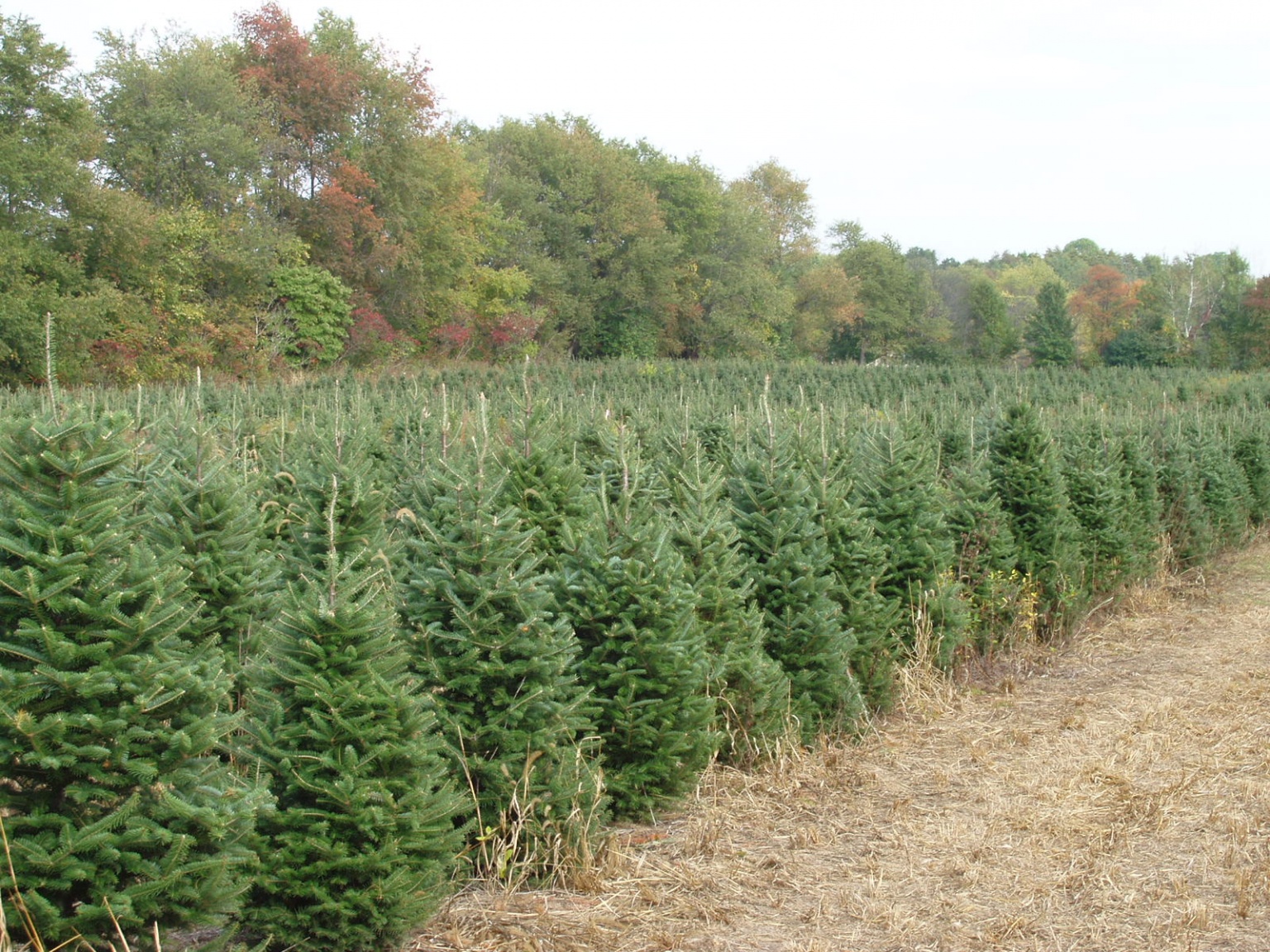 Retail/U-Cut - Wahmhoff Farms Nursery