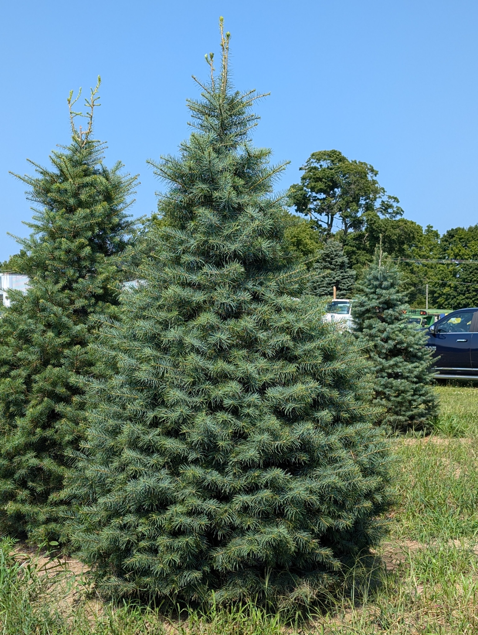 Our Trees - Wahmhoff Farms Nursery